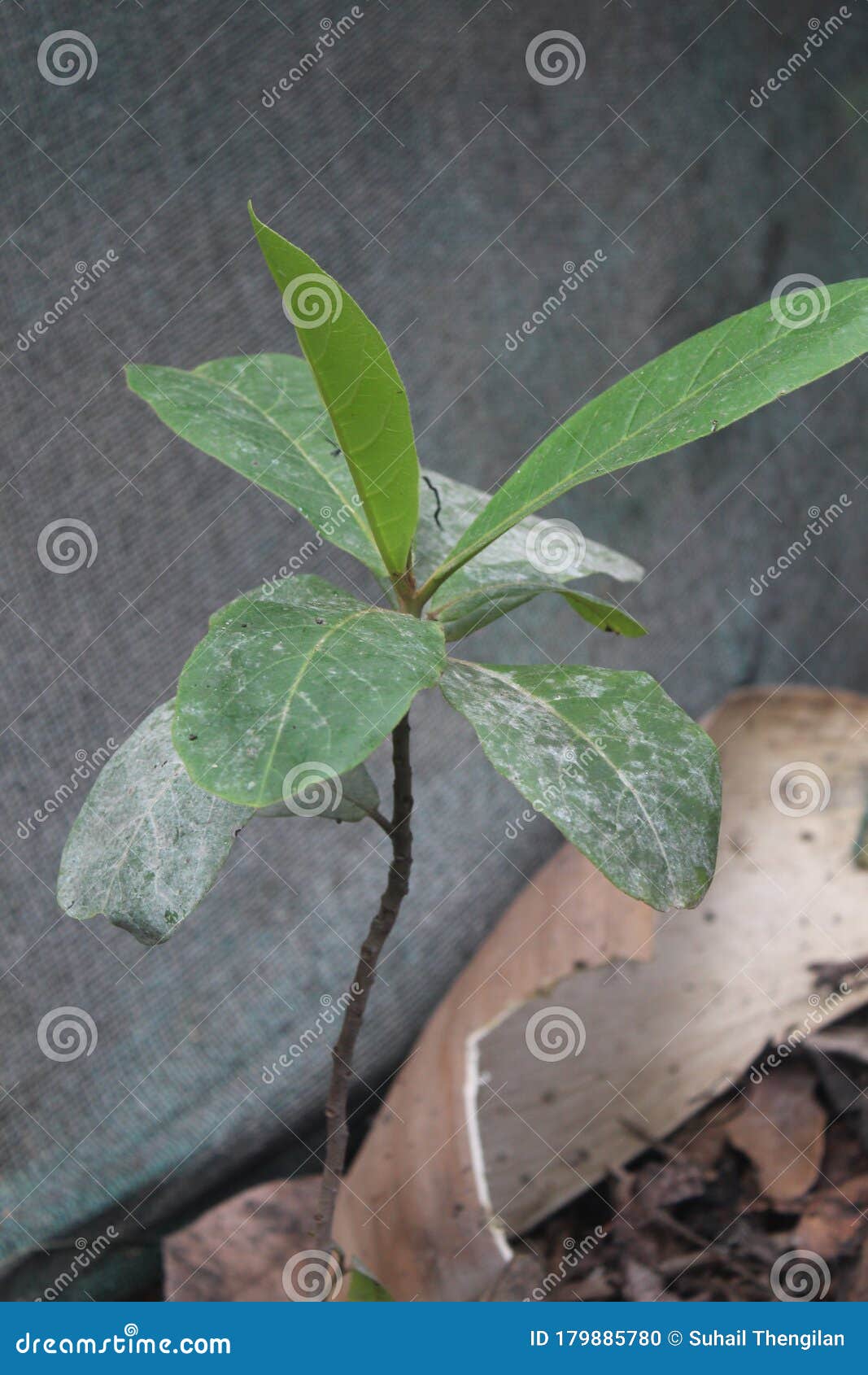 The small badham tree stock photo. Image of badham, agriculture - 179885780