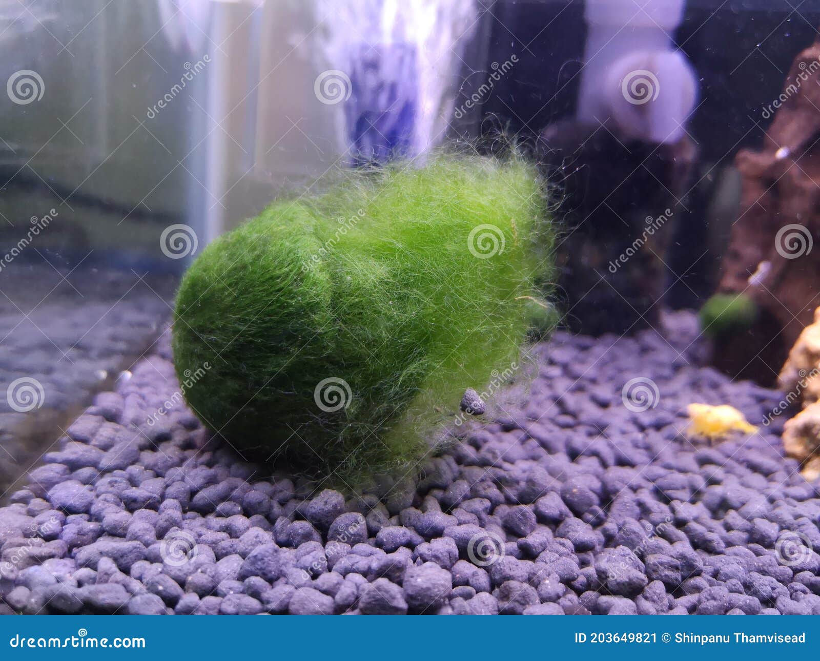Small Ball of Green Moss, Also Called Marimo in Aquarium. Stock Image ...