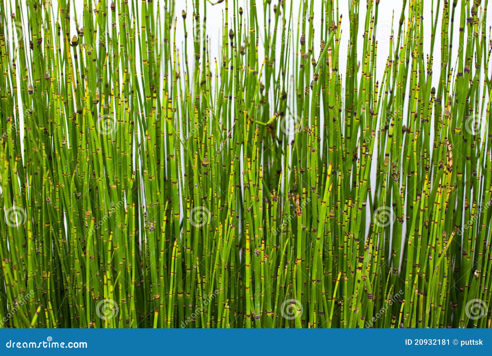 Small bamboo background stock image. Image of decoration - 20932181