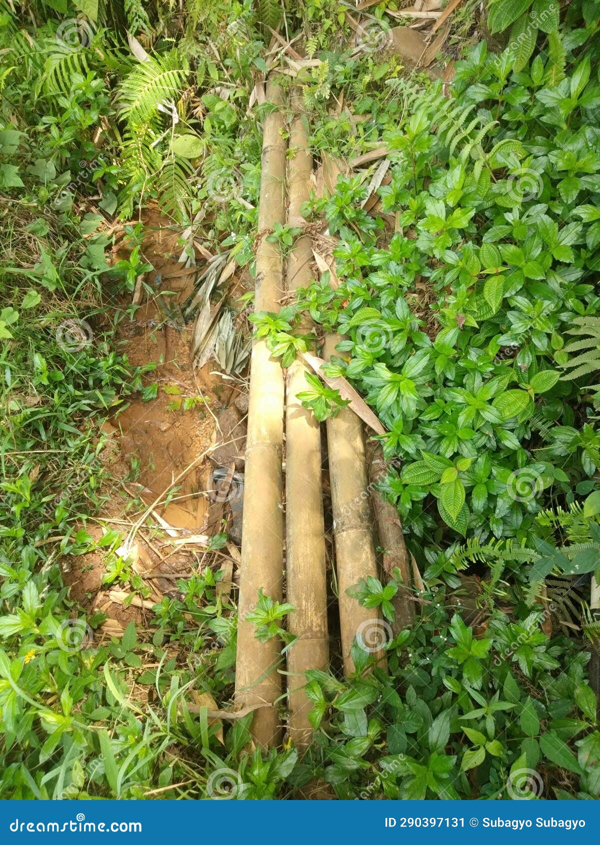 Small Bamboo Bridge that Crosses the Ditch Stock Image - Image of ditch ...