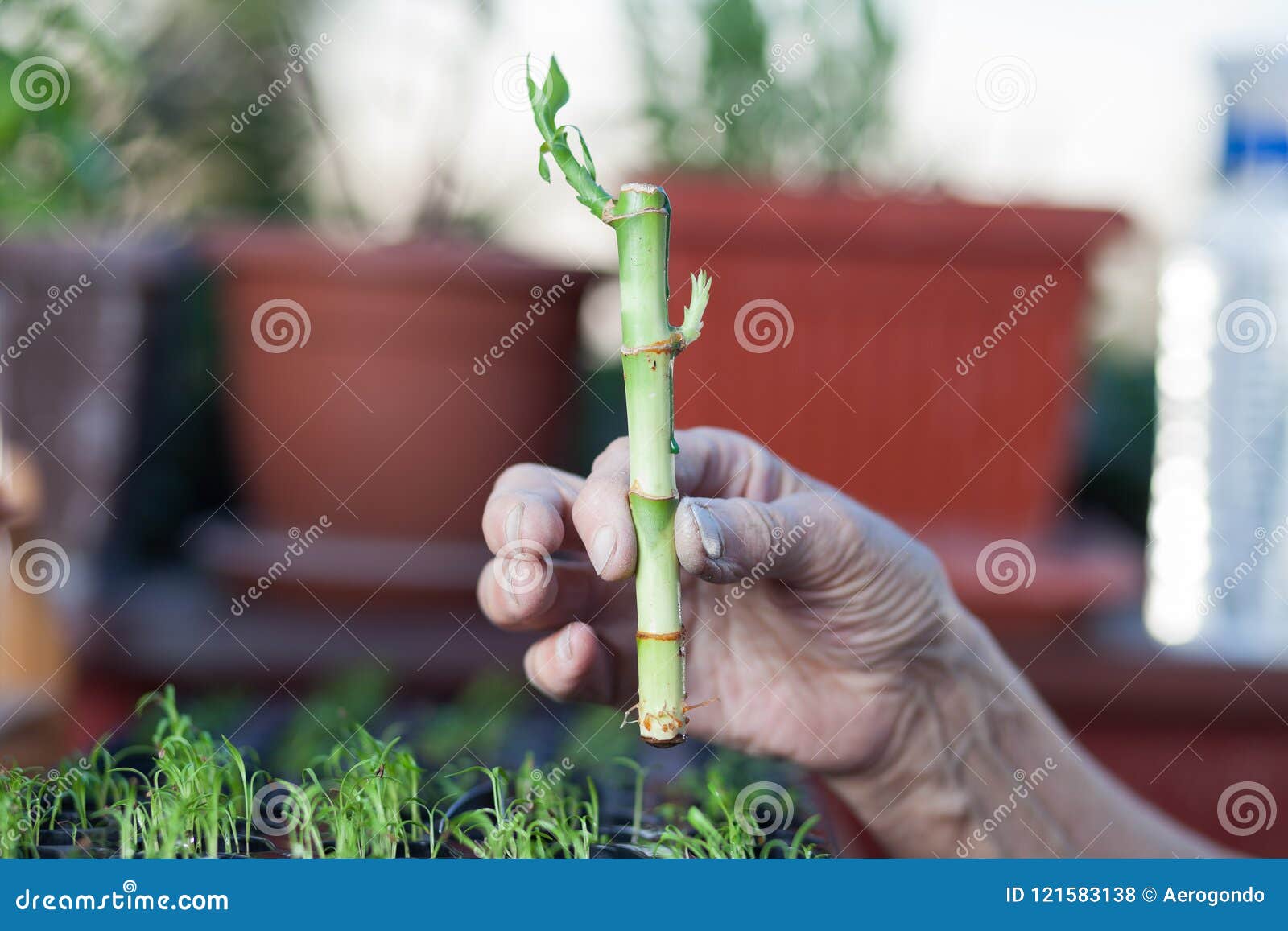 Small bamboo in hand stock photo. Image of japanese - 121583138
