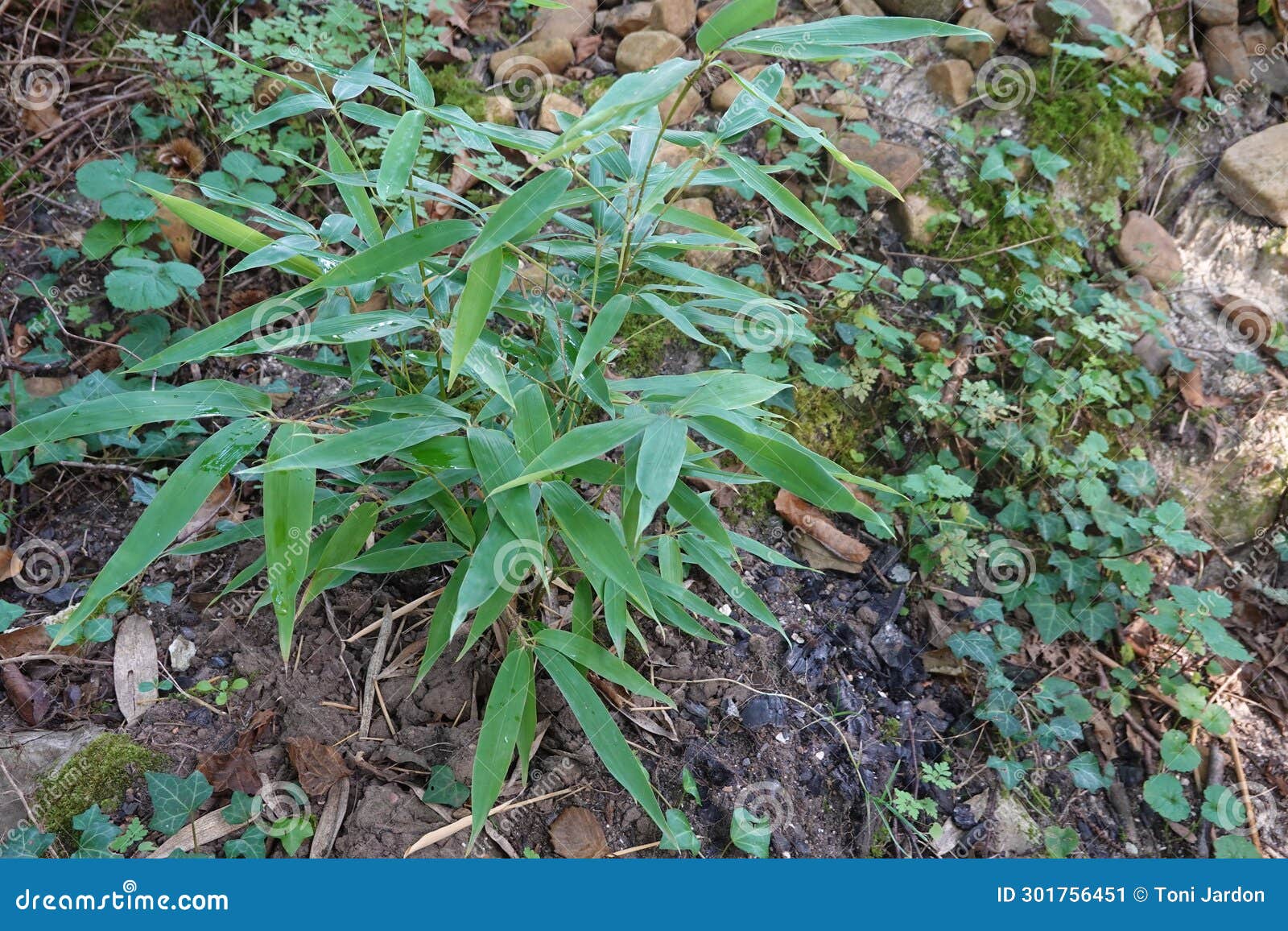 Small Bamboo Plant Growing in Temperate Forest. Bamboo Planted in the ...