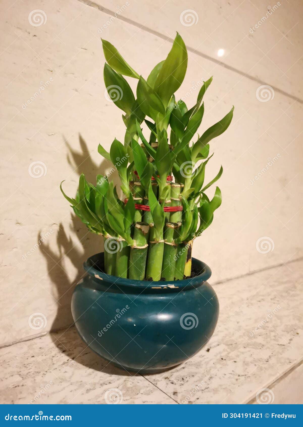 Small Bamboo Plants Decorate the Room Stock Image - Image of small ...