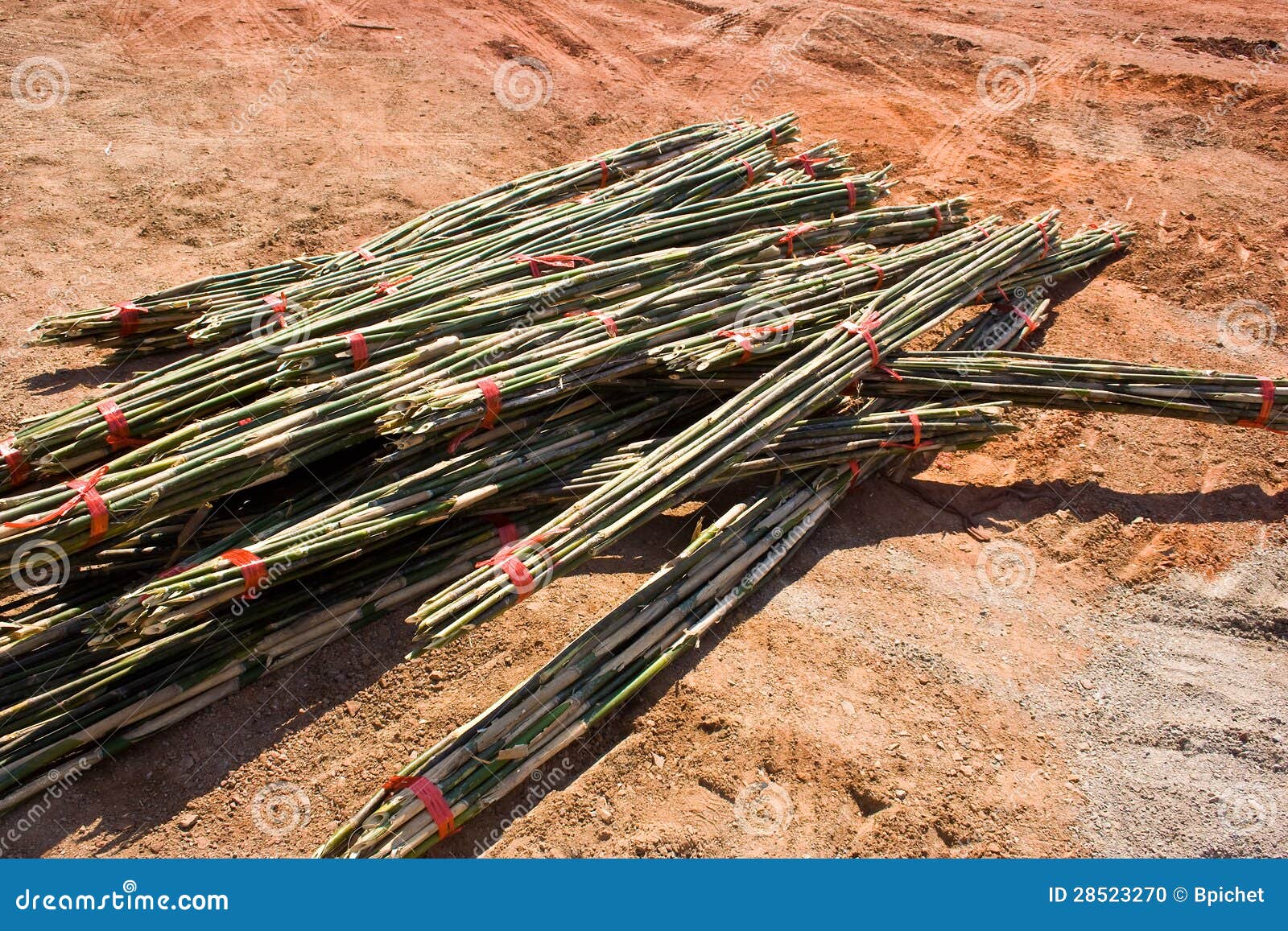 Small bamboo tree. stock photo. Image of bamboo, detail - 28523270