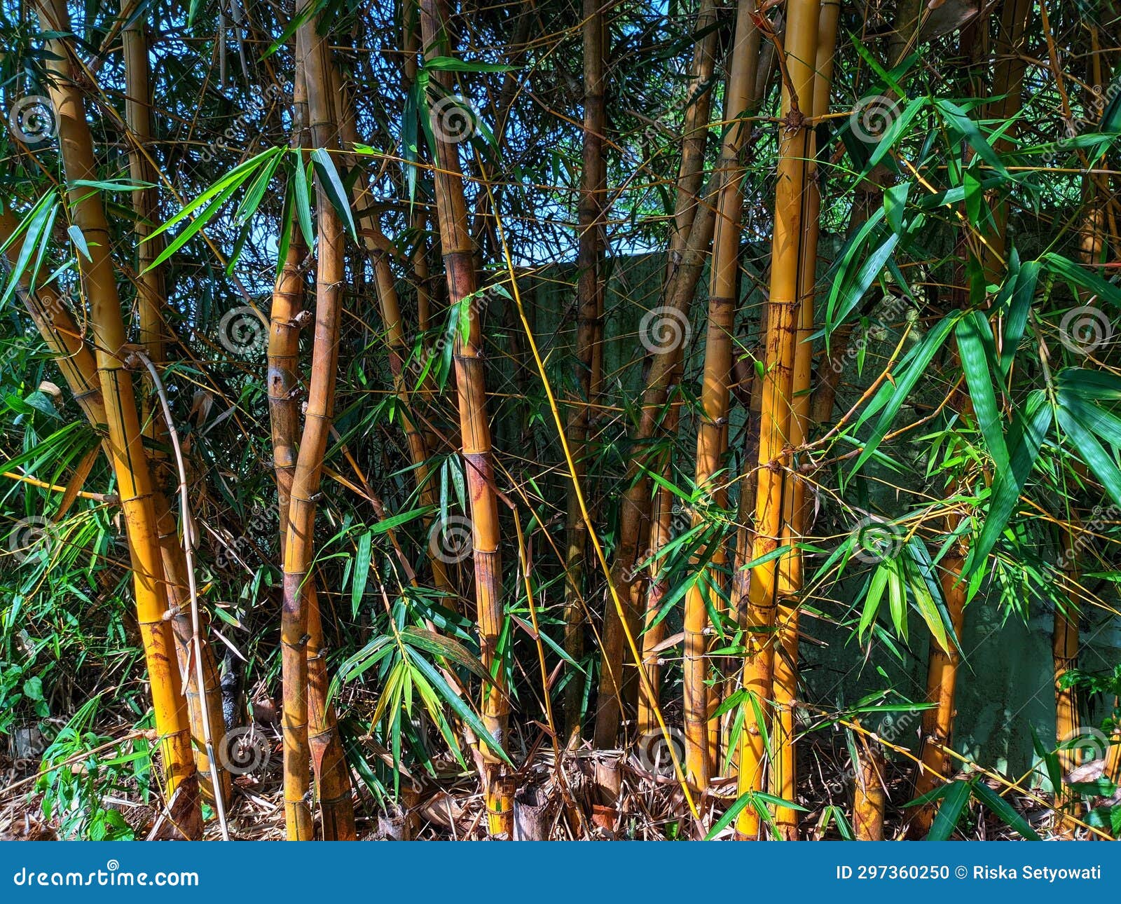 Small Bamboo Tree in the Garden. Stock Photo - Image of bamboo, forest ...