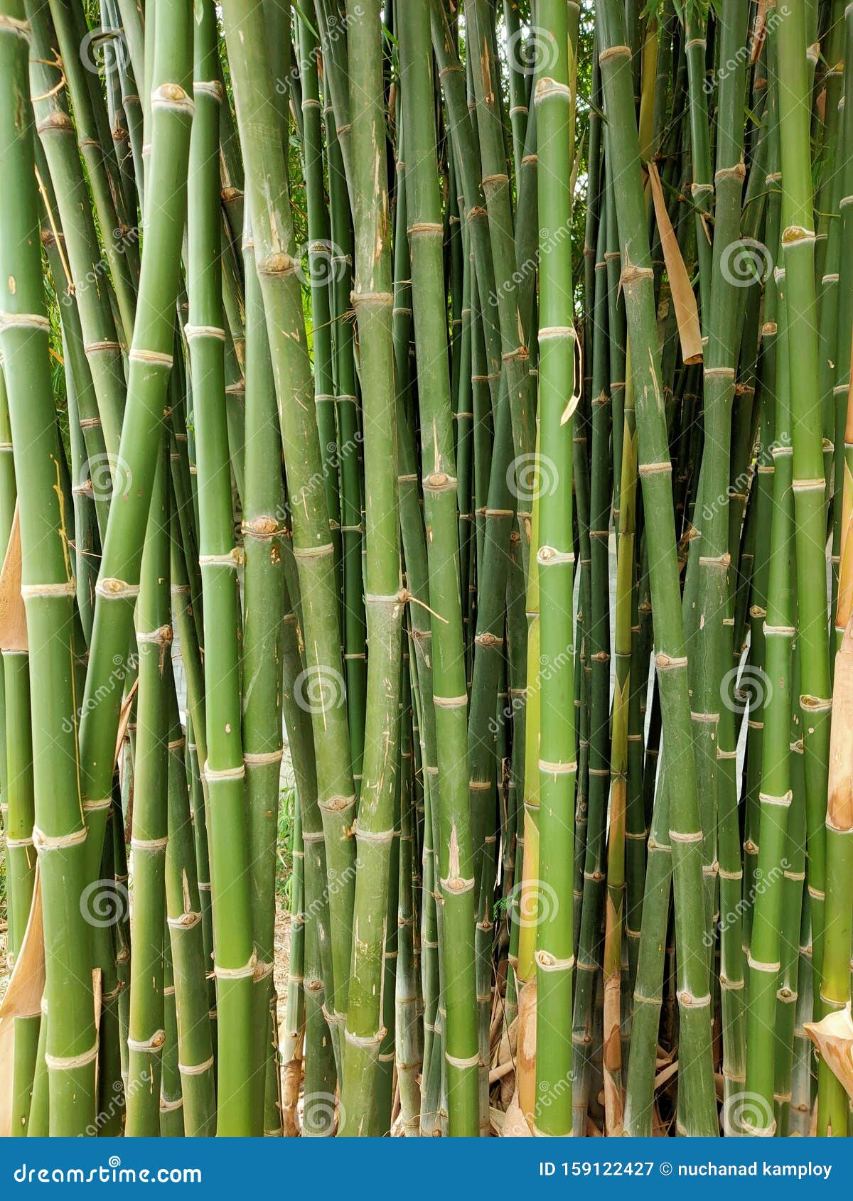 A Small Bamboo Tree Planted into a Fence Around the House. Stock Image ...