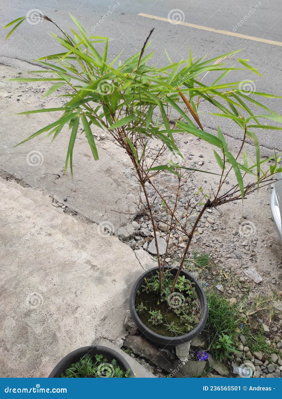 A Small Bamboo Tree Planted in a Pot by the Roadside Stock Image ...