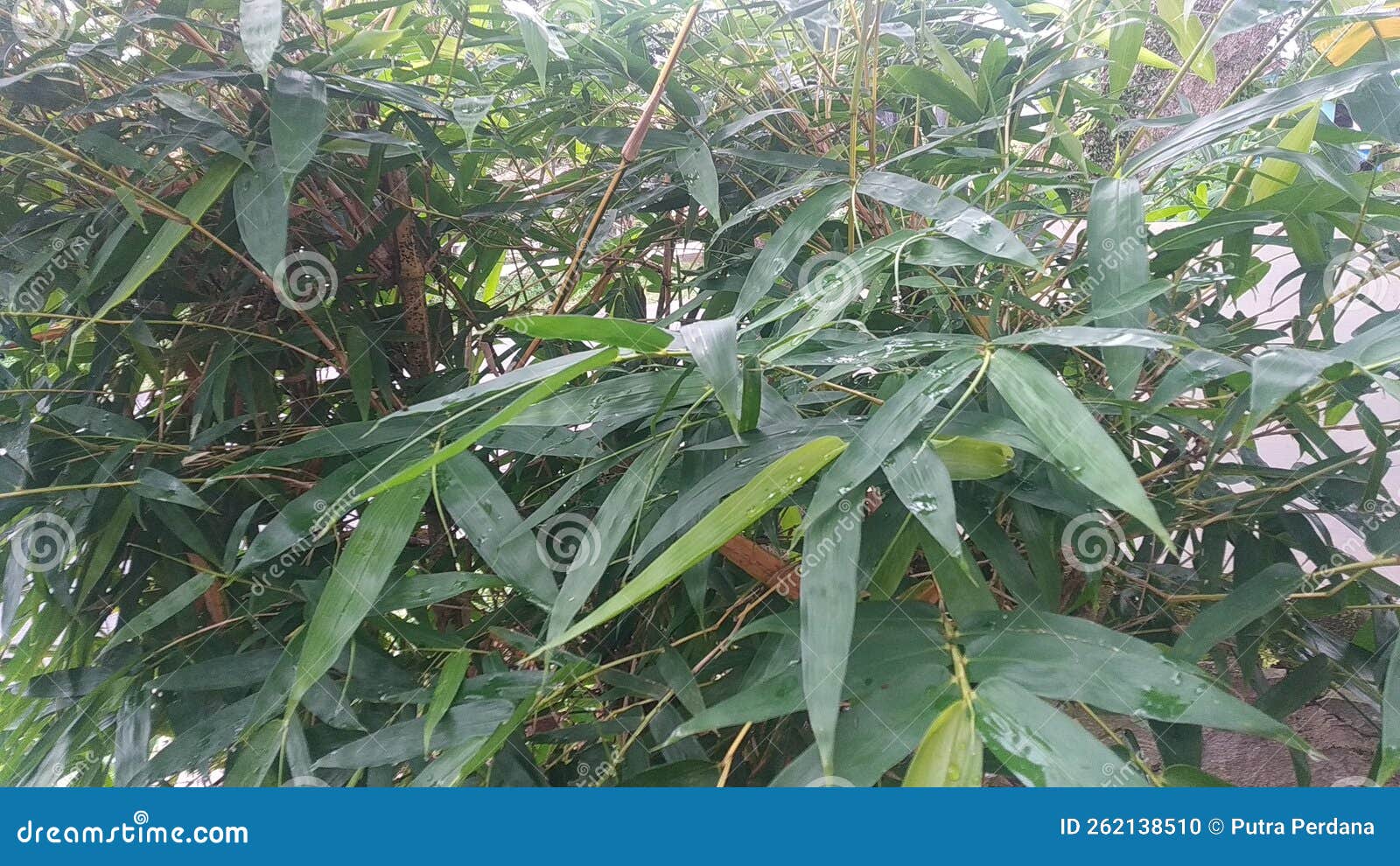 Small Bamboo Tree stock photo. Image of garden, bamboo - 262138510