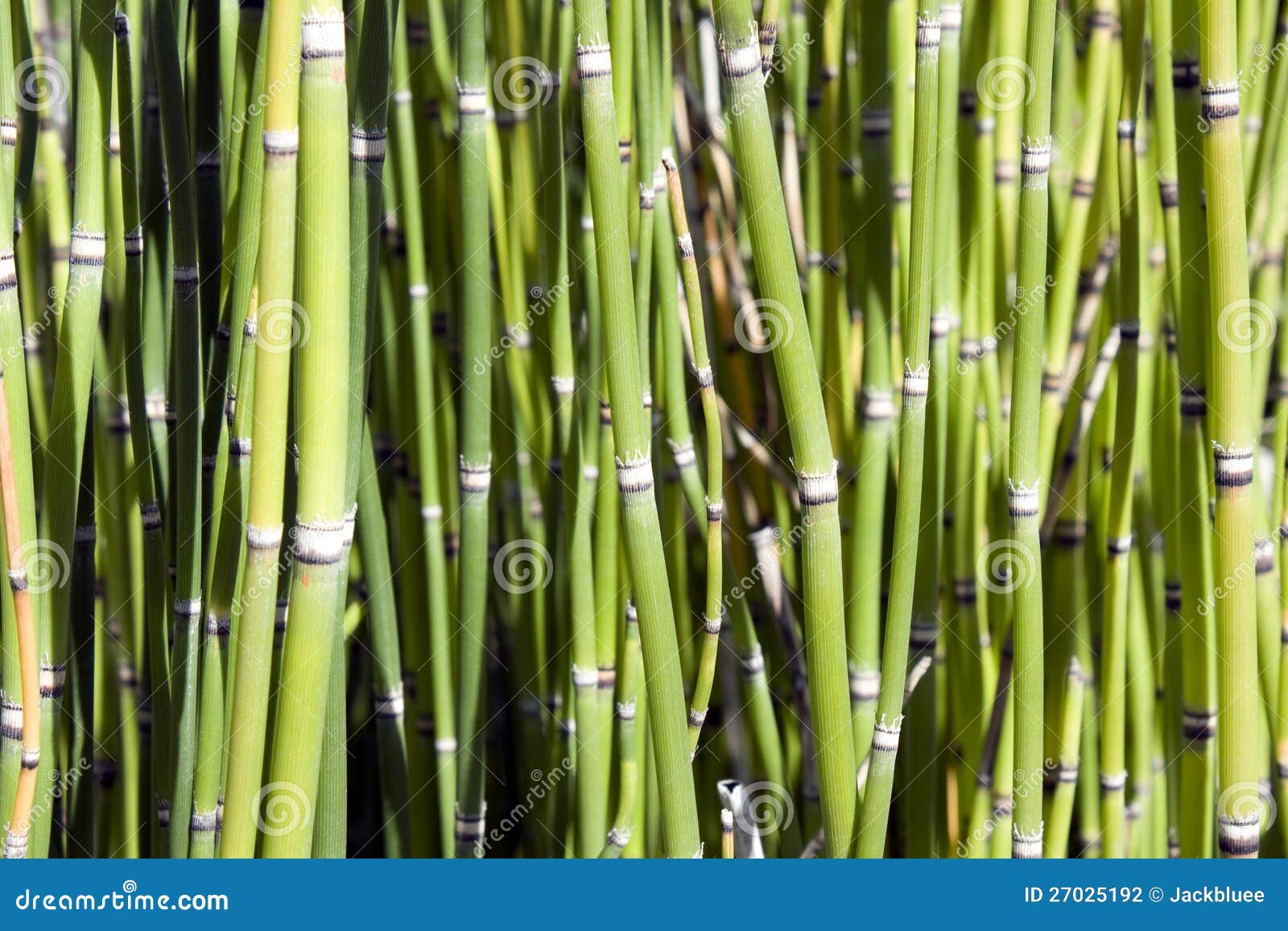Small bamboos stock photo. Image of texture, background - 27025192