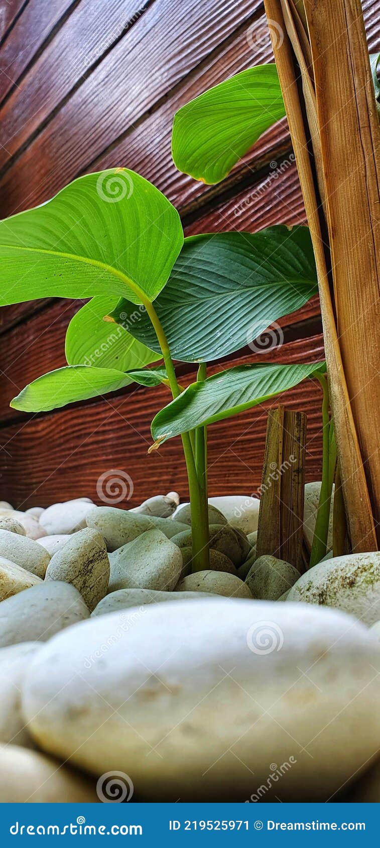 Small Banana Tree Grow between Rocks Stock Image - Image of banana ...