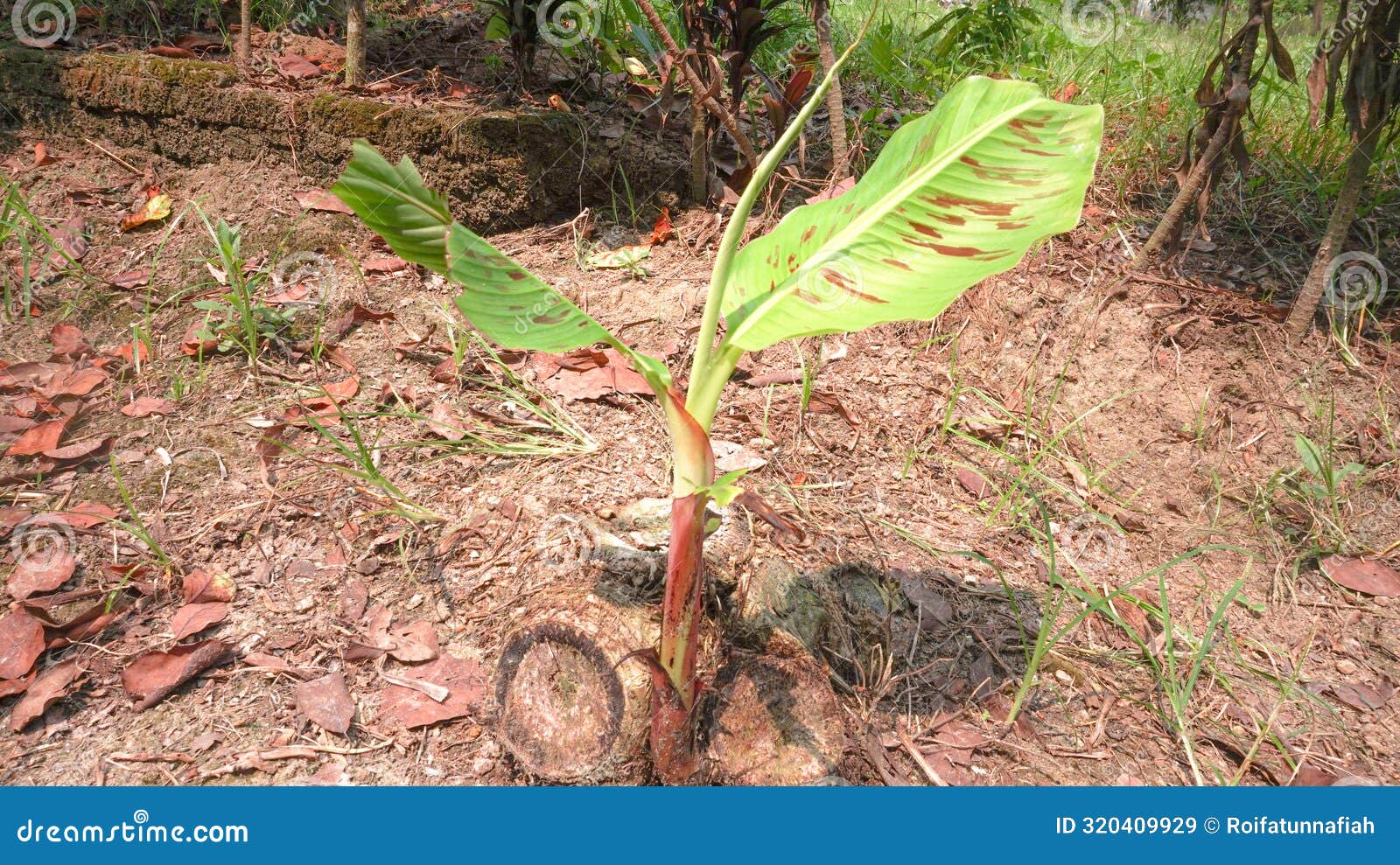 A Small Banana Tree Grows in the Garden. Stock Image - Image of garden ...