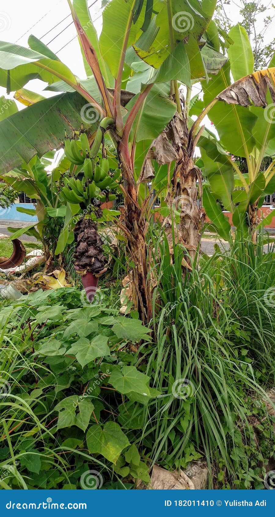 A Small Banana Tree with a Heart Stock Photo - Image of banana, nature ...