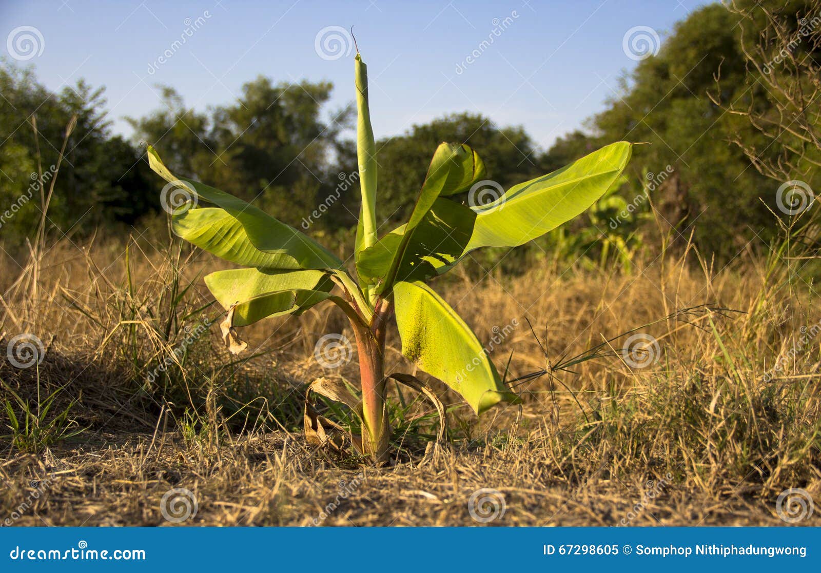 Small banana tree stock image. Image of banana, green - 67298605