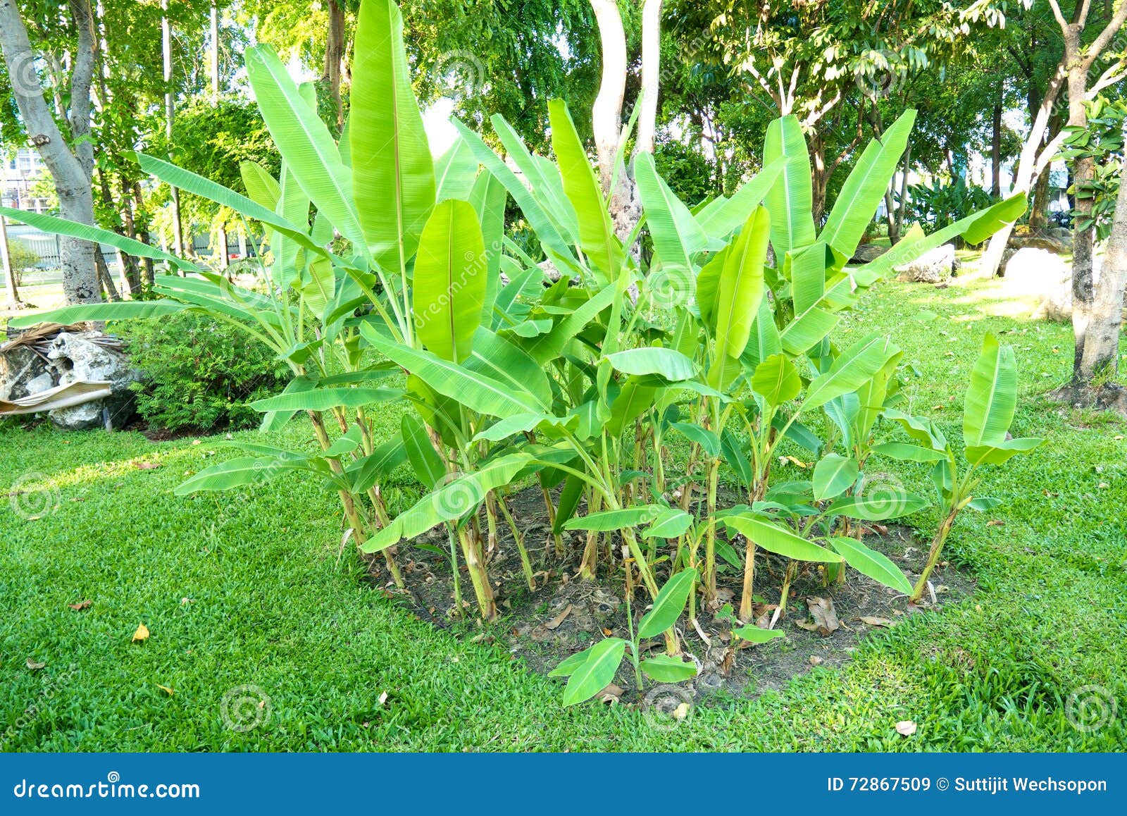 Small Banana Tree Plantation Stock Image - Image of garden, botanical ...