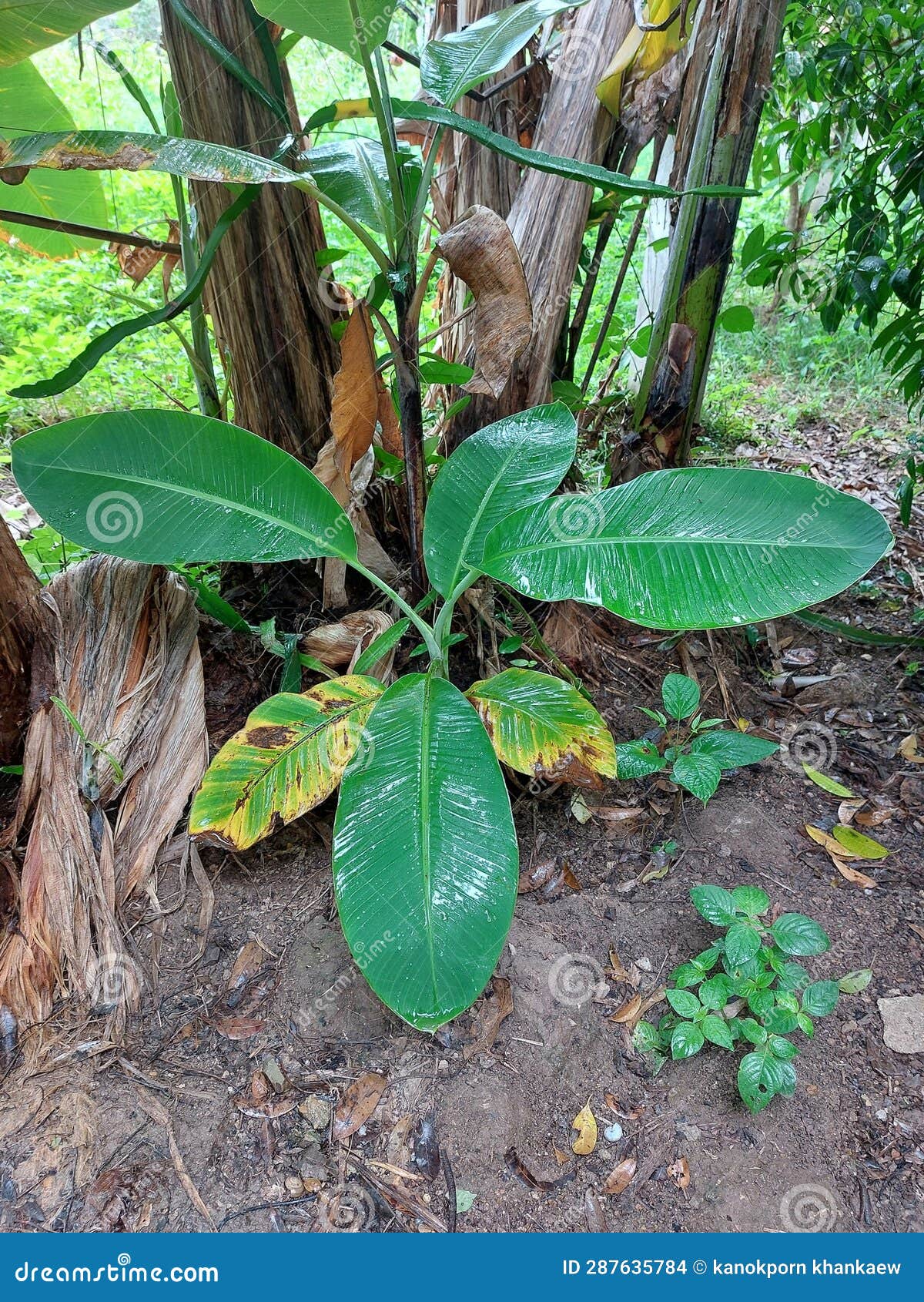 Small banana tree stock photo. Image of green, garden - 287635784