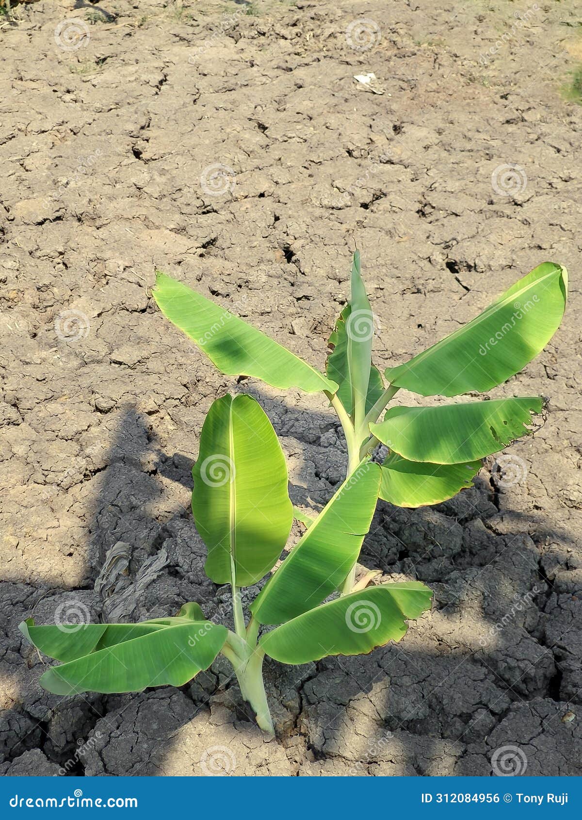Banana Tree Saplings Growing beside the Ground Stock Photo - Image of ...