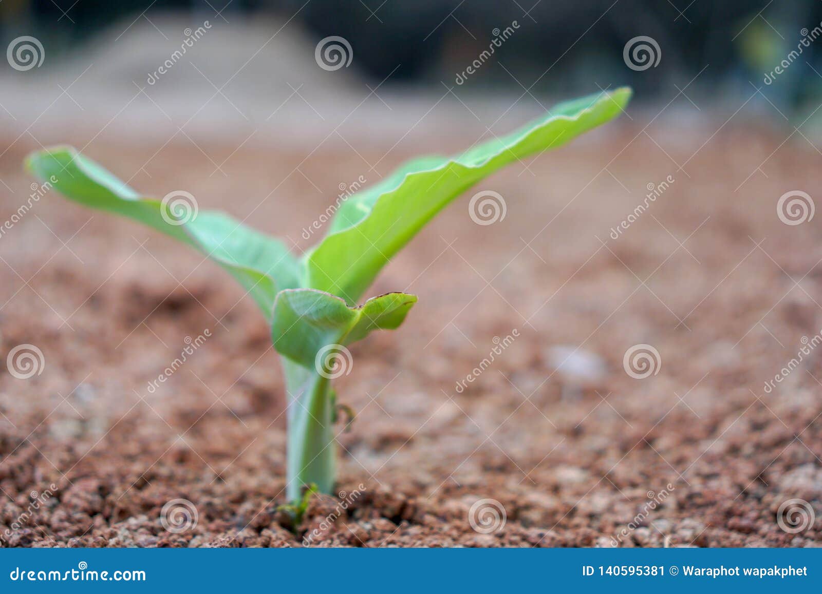 The Small Banana Tree that Was Born Stock Image - Image of branch ...