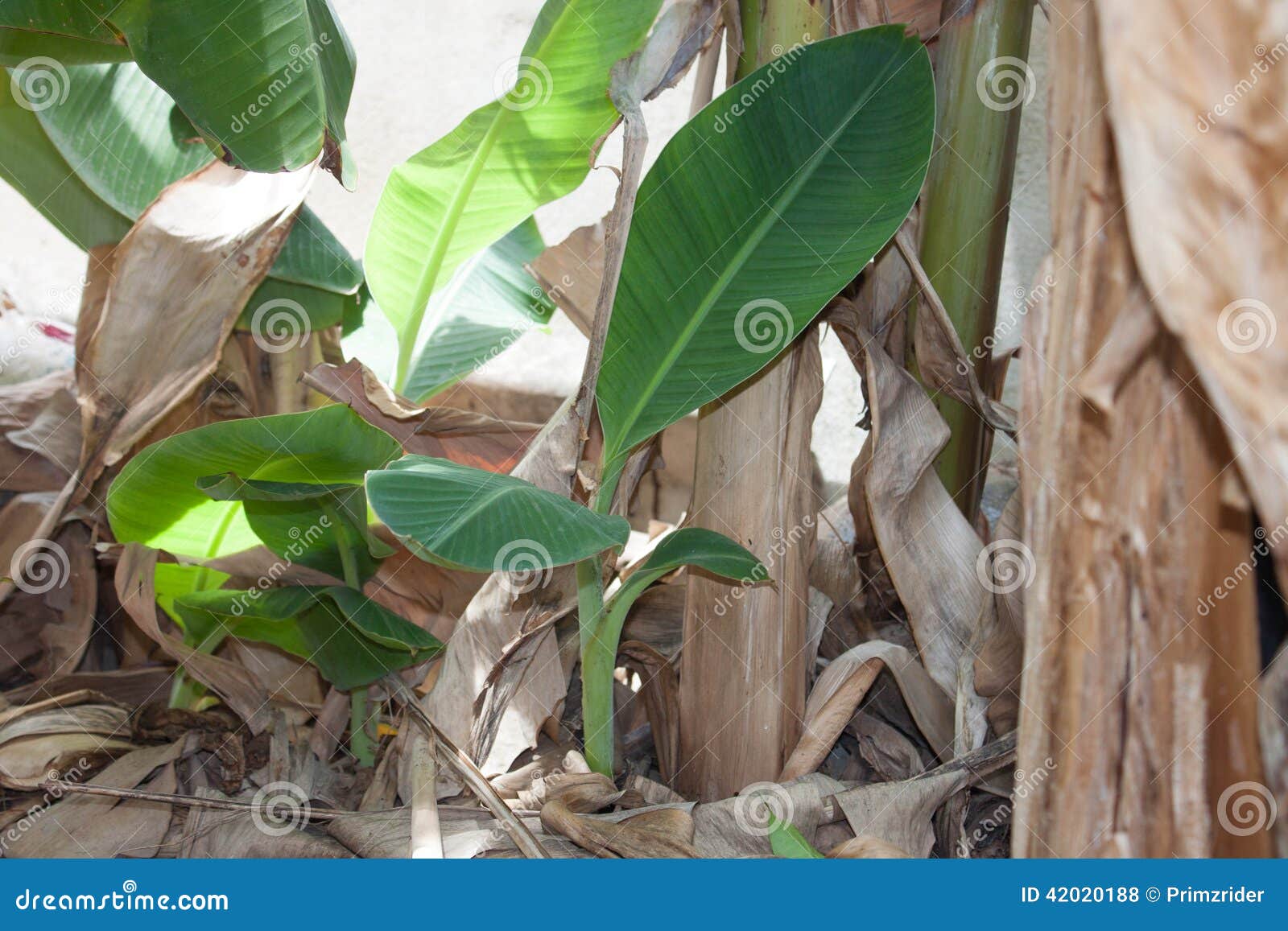 Small banana trees stock photo. Image of growth, fruit - 42020188