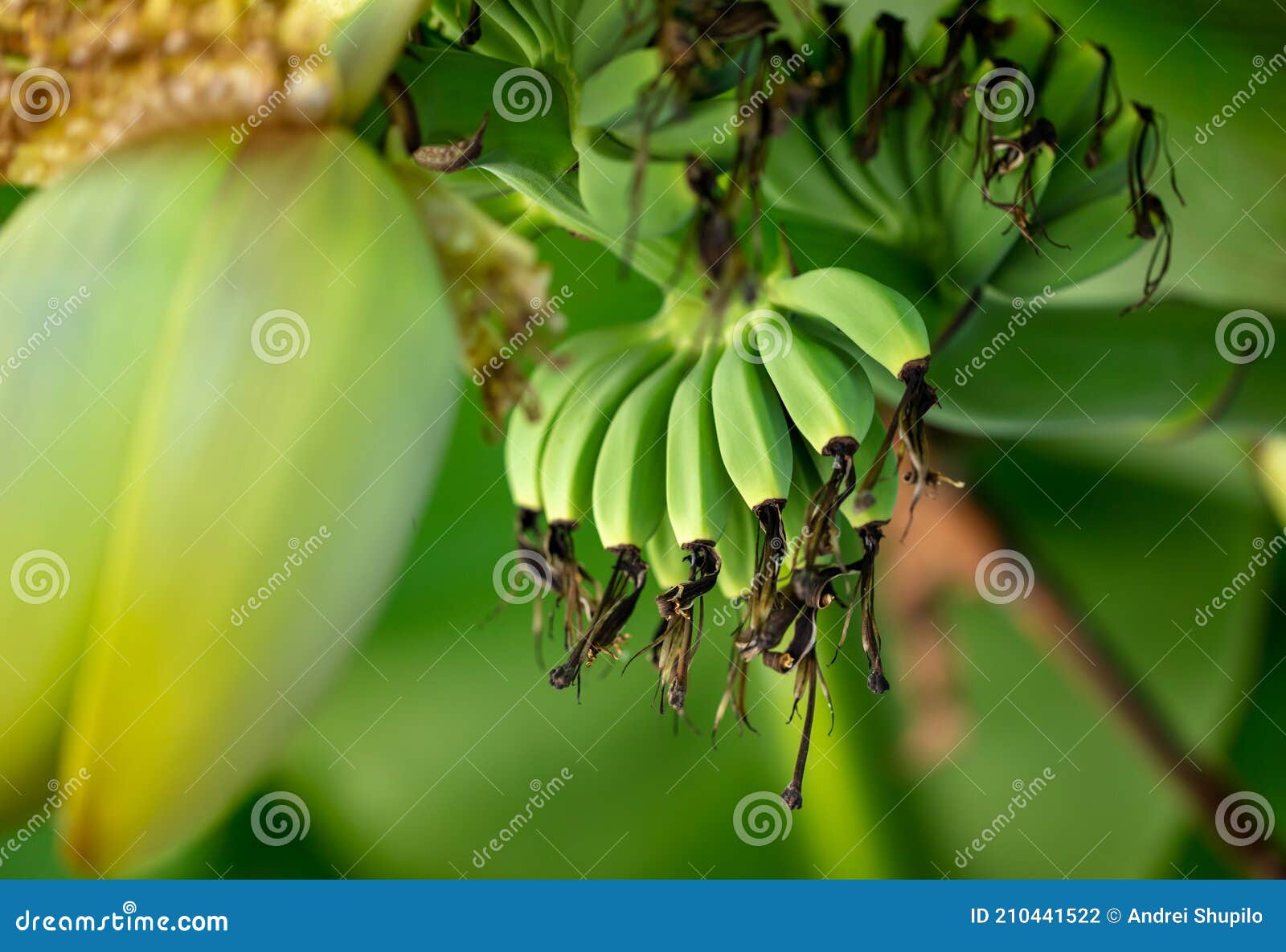 Small Bananas on a Plant in Nature Stock Photo - Image of plant ...