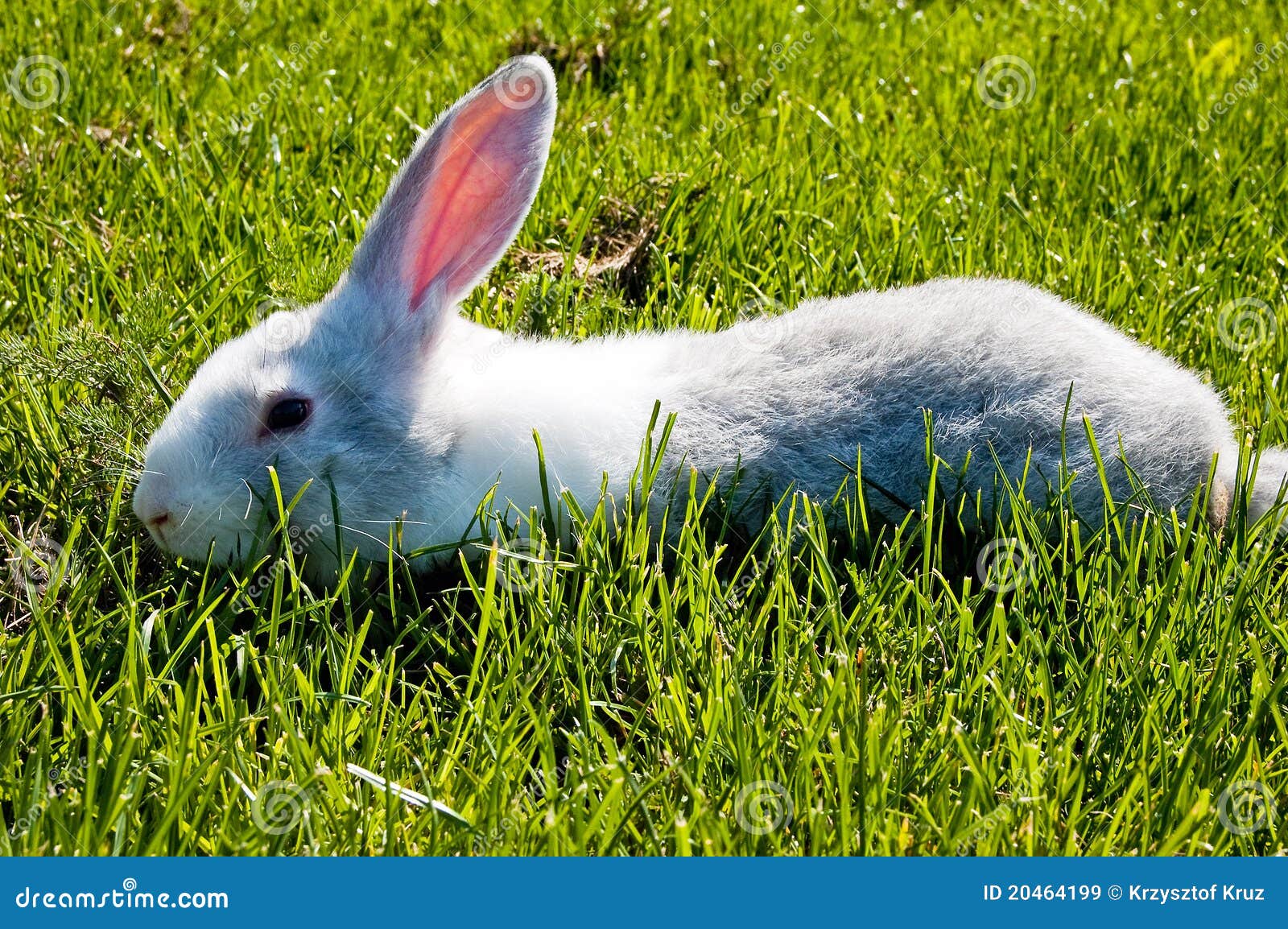 Small banny stock image. Image of baby, mammal, funny - 20464199