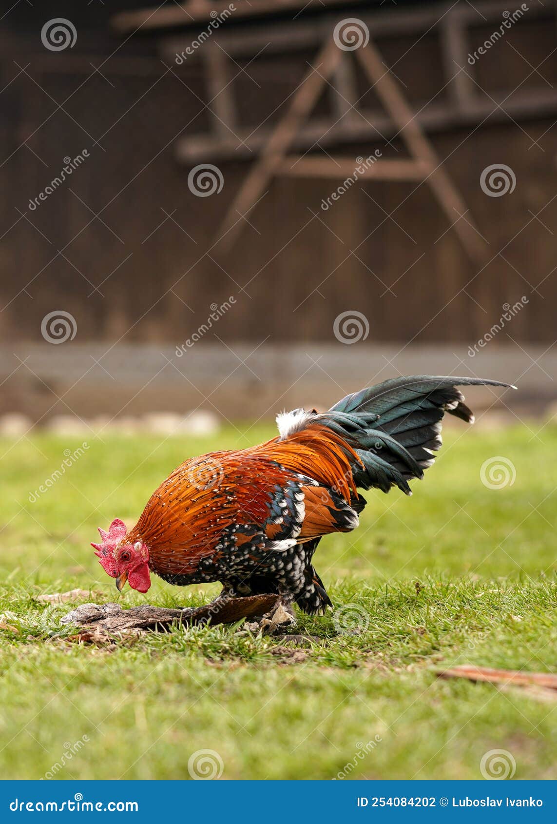 Small Bantam Chicken Rooster with Bright Red Comb and Green Tail ...