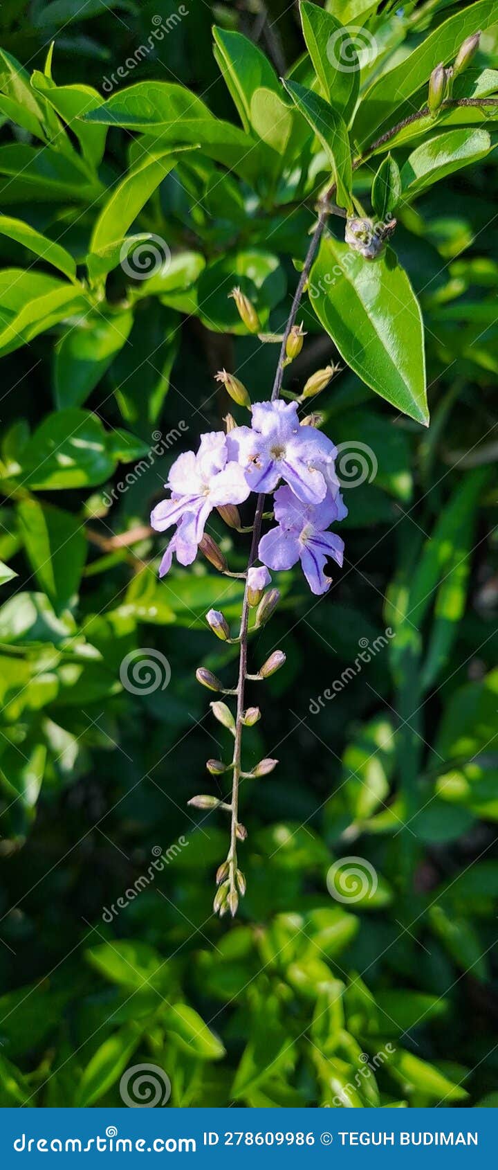 Small Banyan Tree Flower Blooming Stock Photo - Image of meadow, nature ...