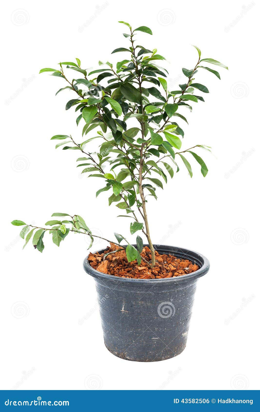 Small banyan tree plant stock photo. Image of nature - 43582506