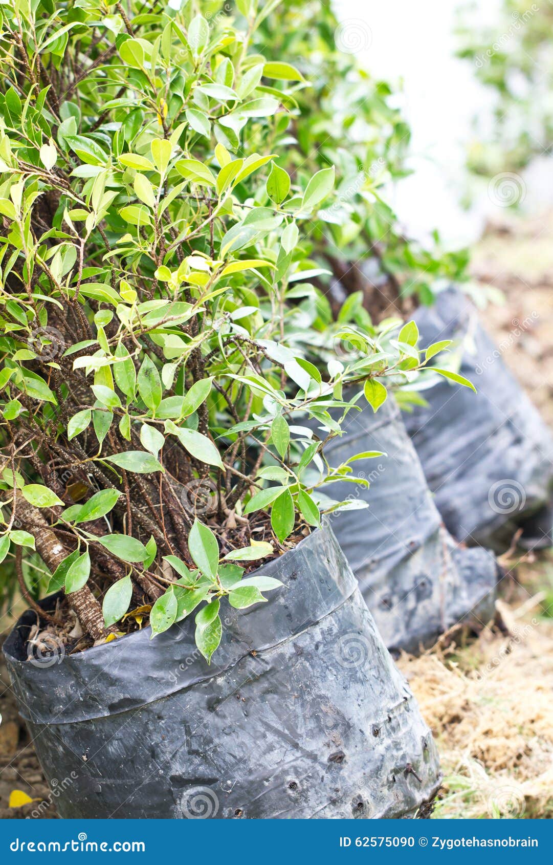 Small Banyan Trees. stock photo. Image of tropical, bags - 62575090