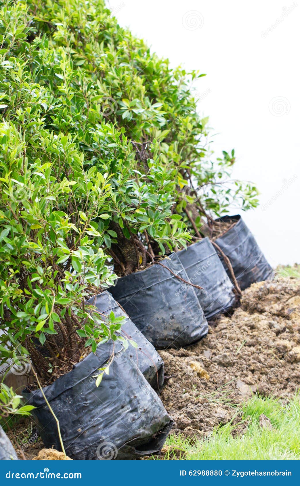 Small Banyan Trees. stock photo. Image of grass, green - 62988880