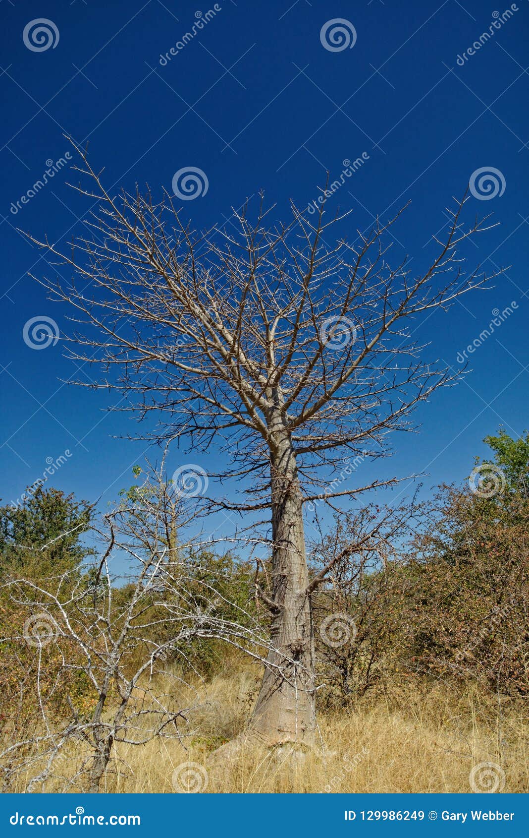 Small Baobab tree stock image. Image of bush, adansonia - 129986249