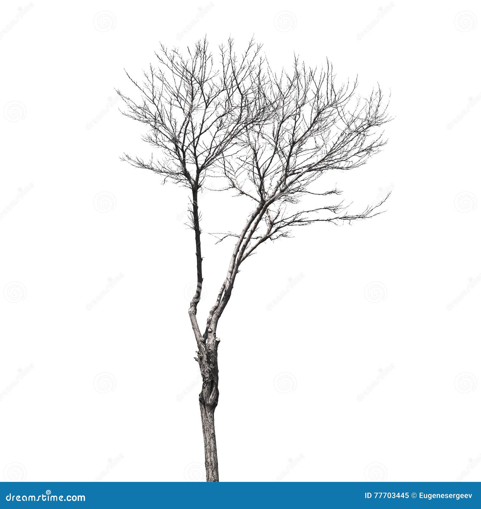 Small Bare Tree Isolated on White Stock Image - Image of dying, stem ...