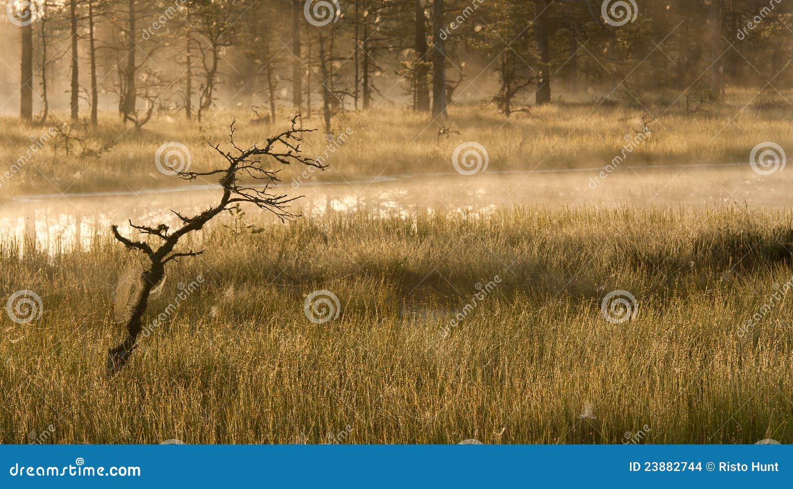 Small bare tree in a marsh stock photo. Image of nature - 23882744