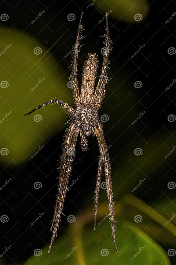 Small Bark Hunter Spider stock image. Image of spiders - 263481911