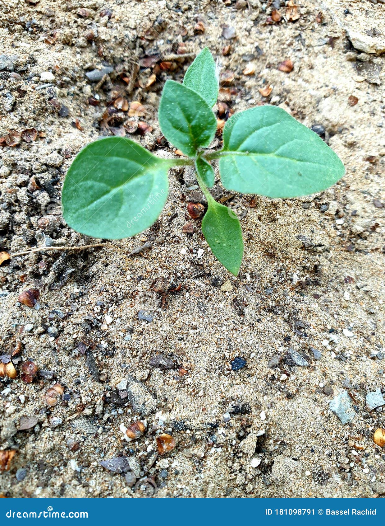 Small basil plant stock image. Image of growth, food - 181098791