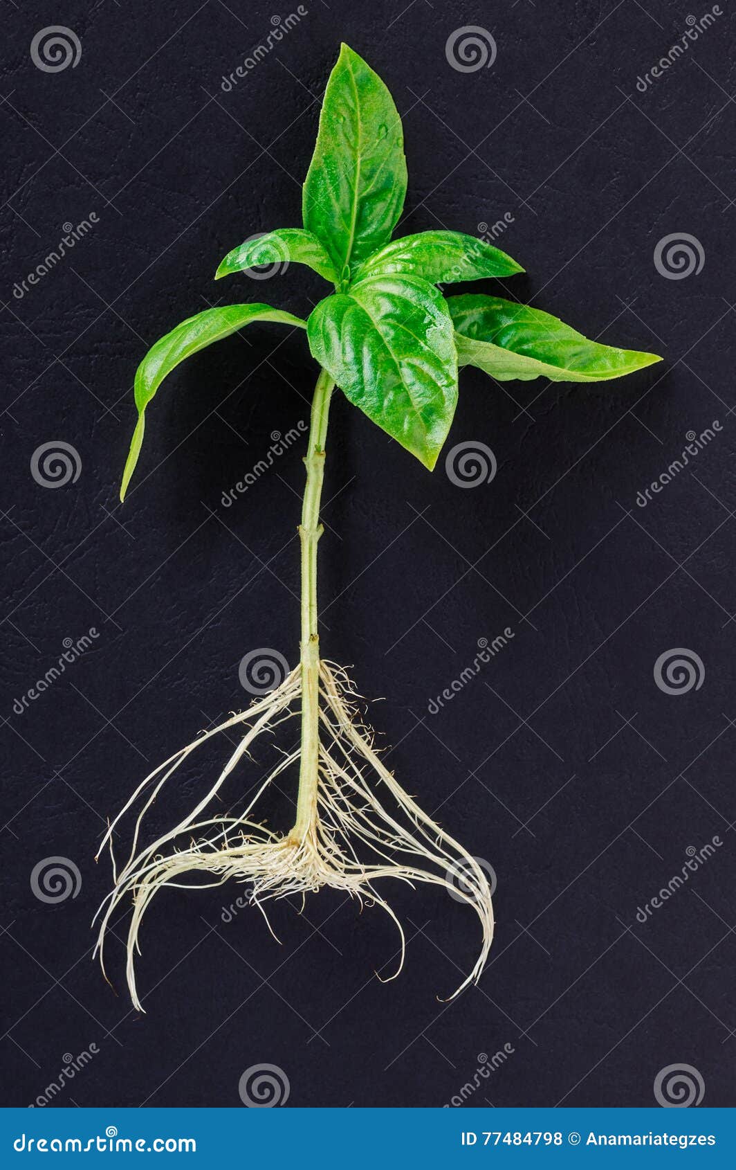 Small Basil Plant with Roots Stock Photo - Image of herb, texture: 77484798
