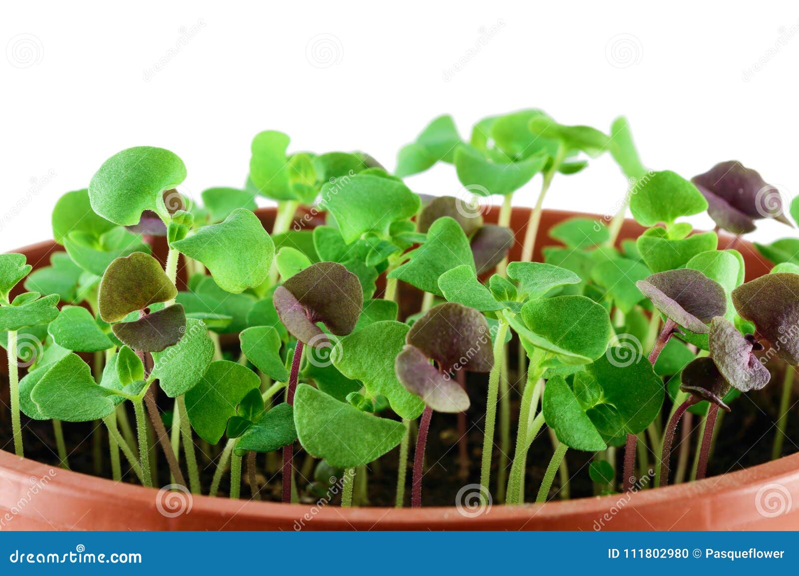 Small basil seedlings stock photo. Image of garden, herbs - 111802980