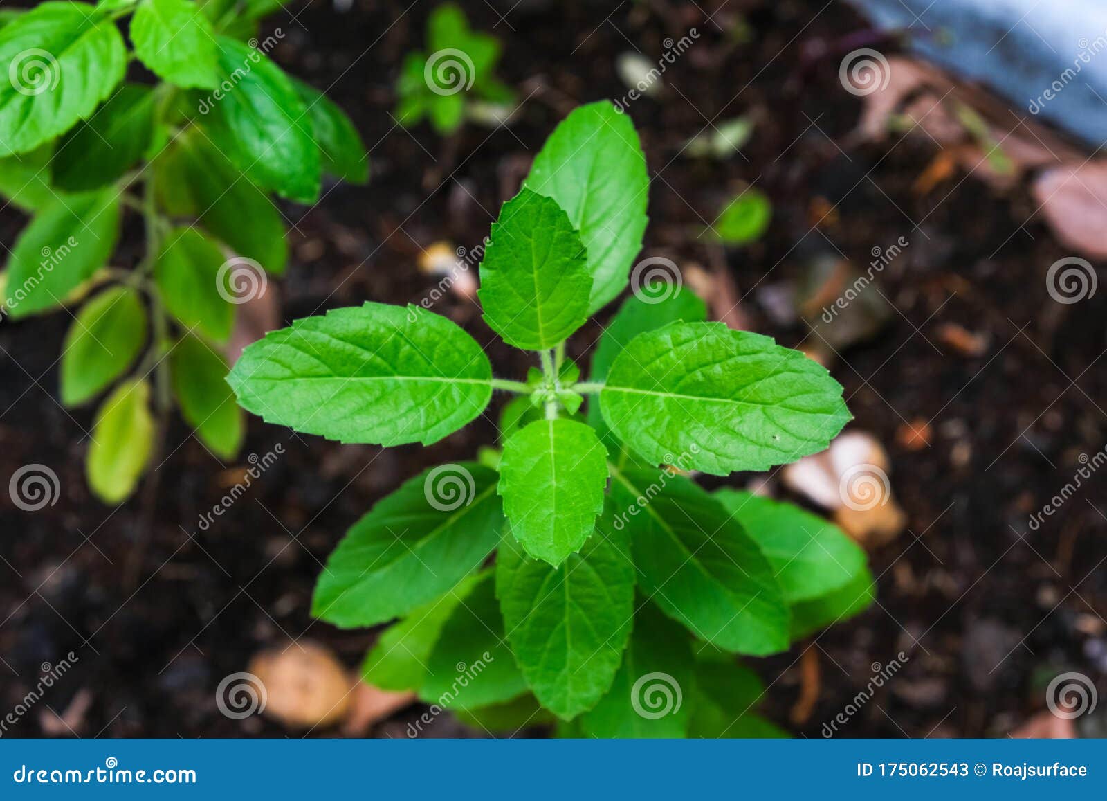 Small Basil Tree Green Leaves Growing from Abundant Soil in Pot ...