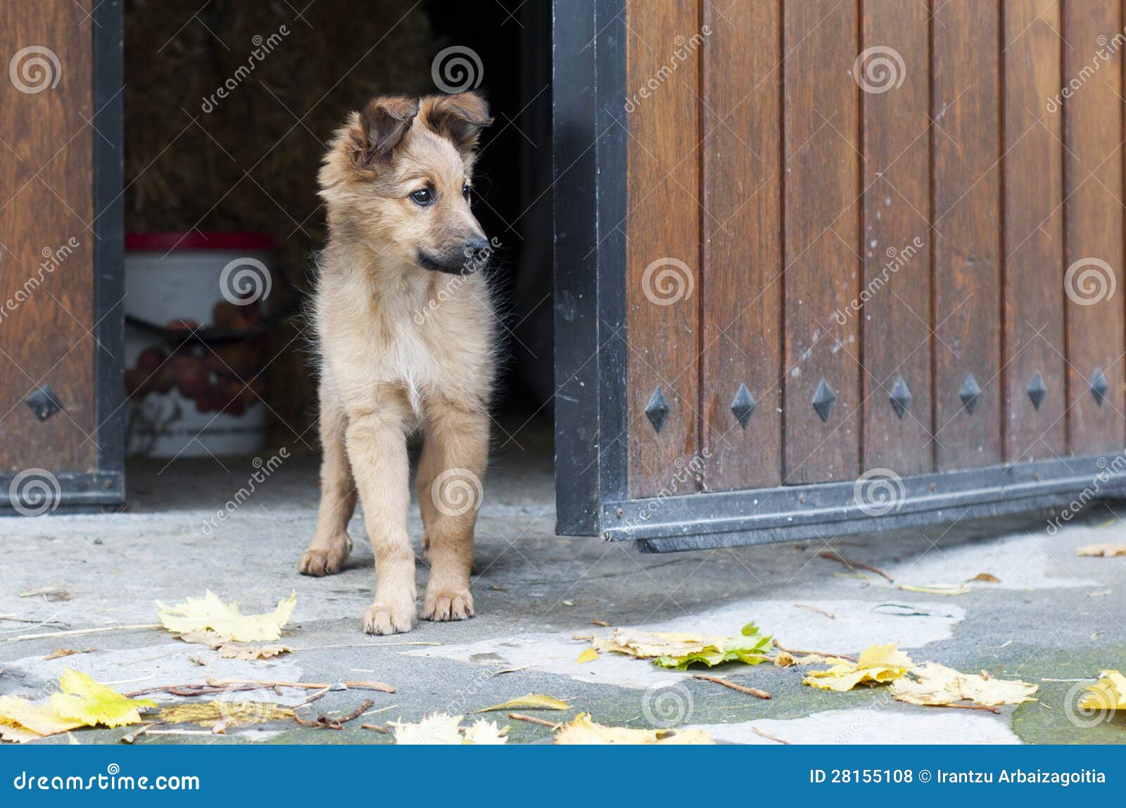 Are Basque Shepherds Good Dogs