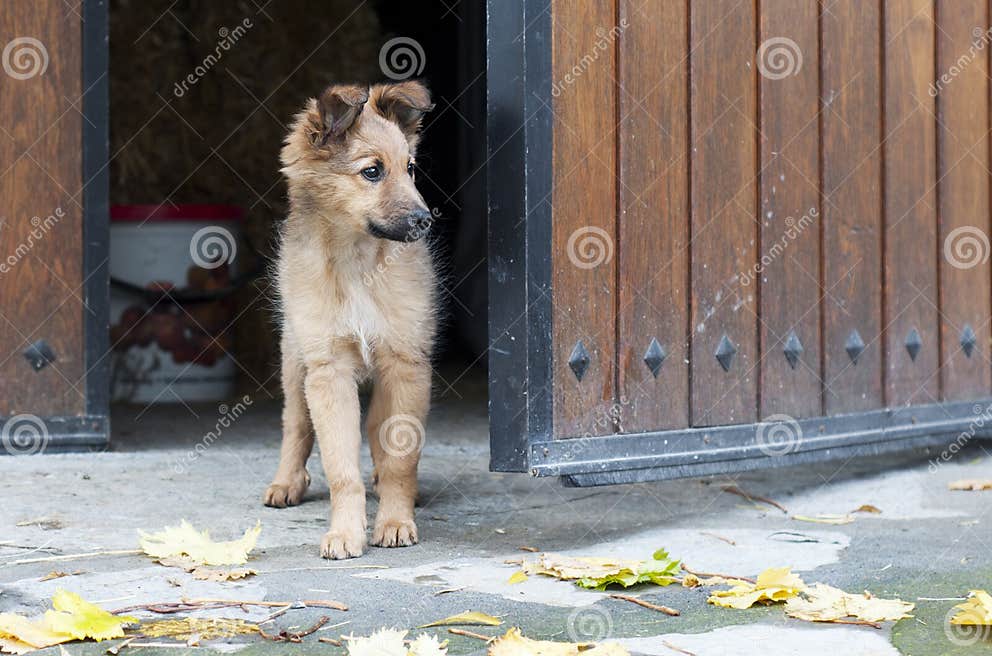 Small Basque Shepherd Puppy Peering Stock Photo - Image of animals ...