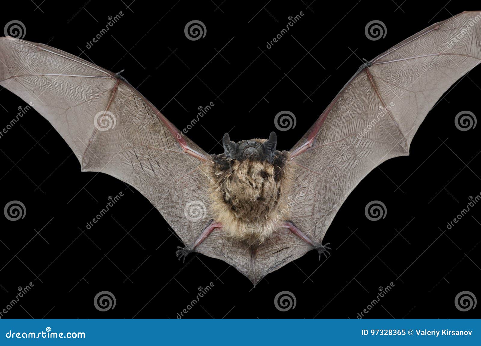 Small bat 9 stock image. Image of snout, wildlife, rattlemouse - 97328365