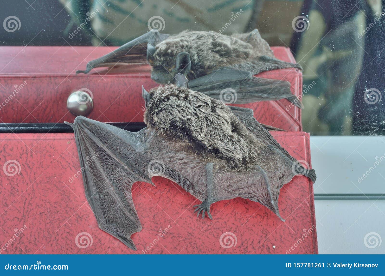 Small bat 15 stock image. Image of winged, creature - 157781261