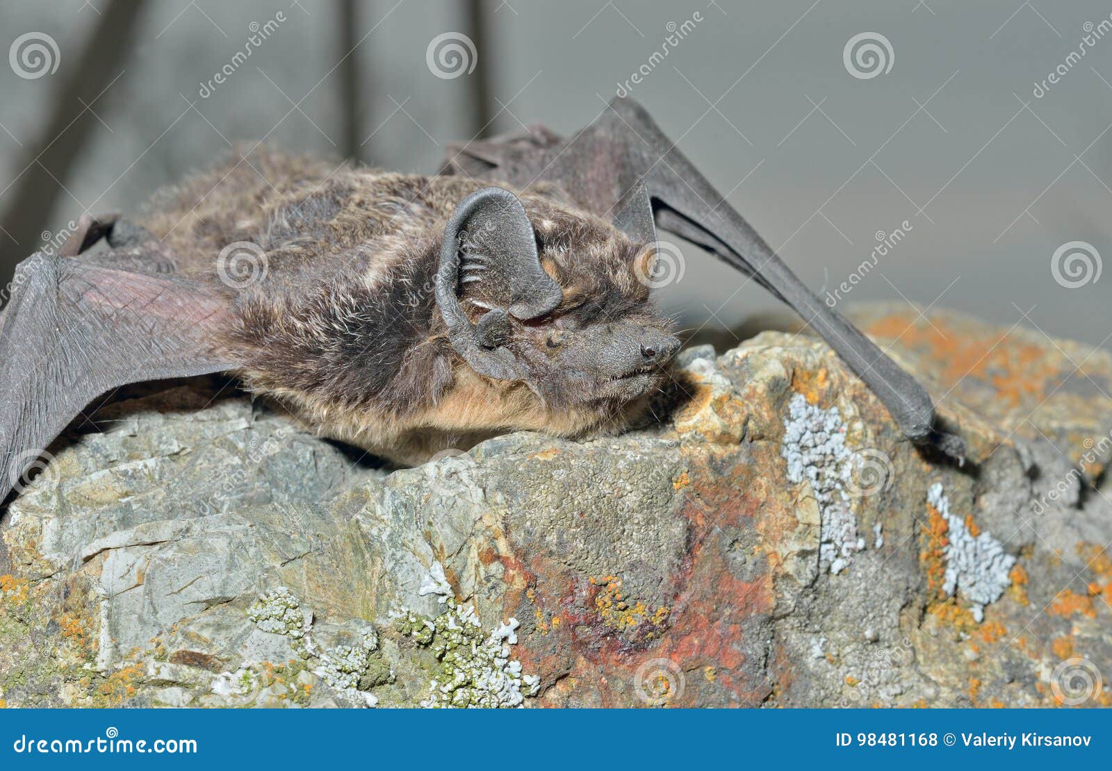 Small bat 12 stock photo. Image of beast, wilderness - 98481168