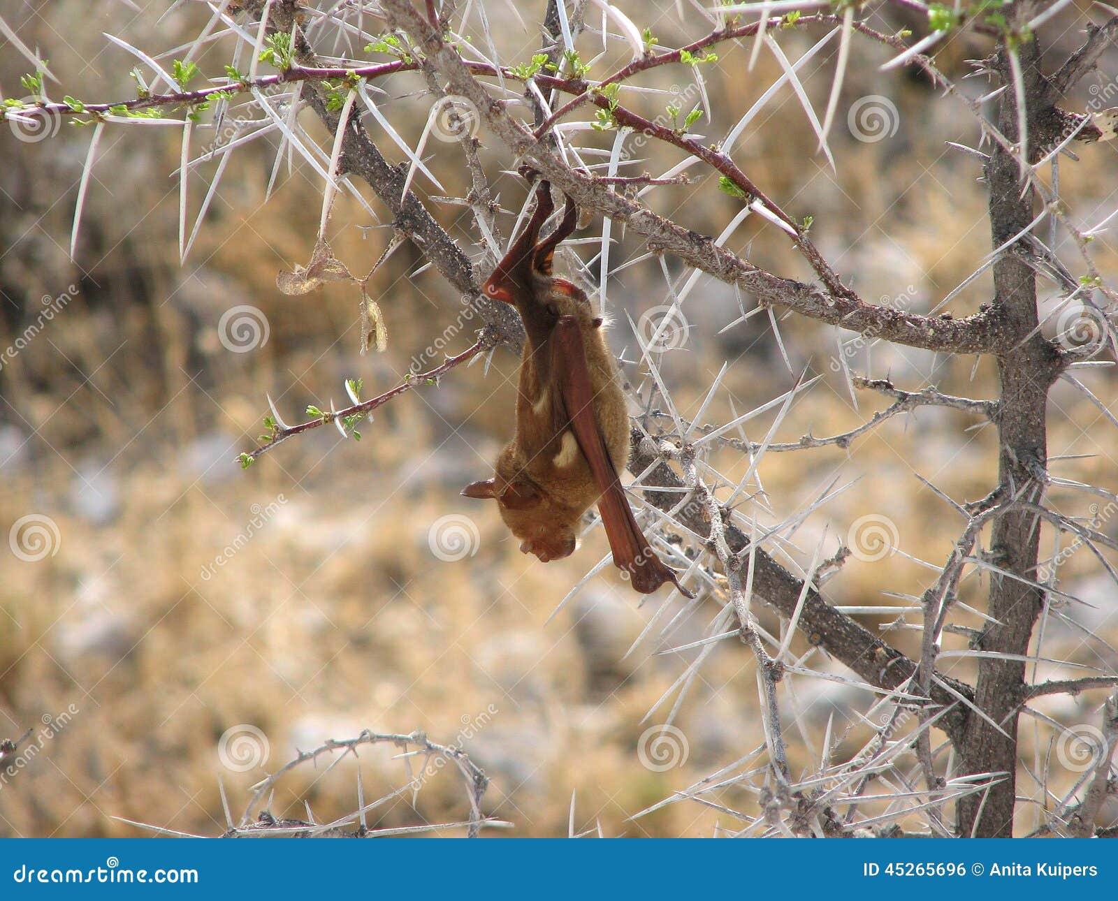 Small Bat Hanging in Thorn-bush Stock Photo - Image of bush, thorn ...