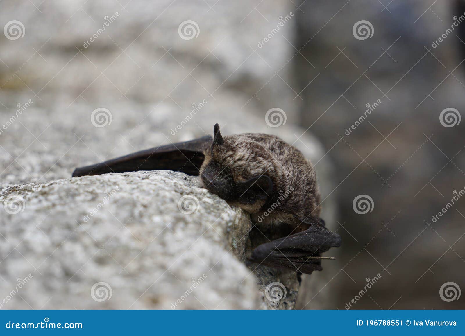 Small Bat Resting on the Wall Stock Image - Image of rock, small: 196788551