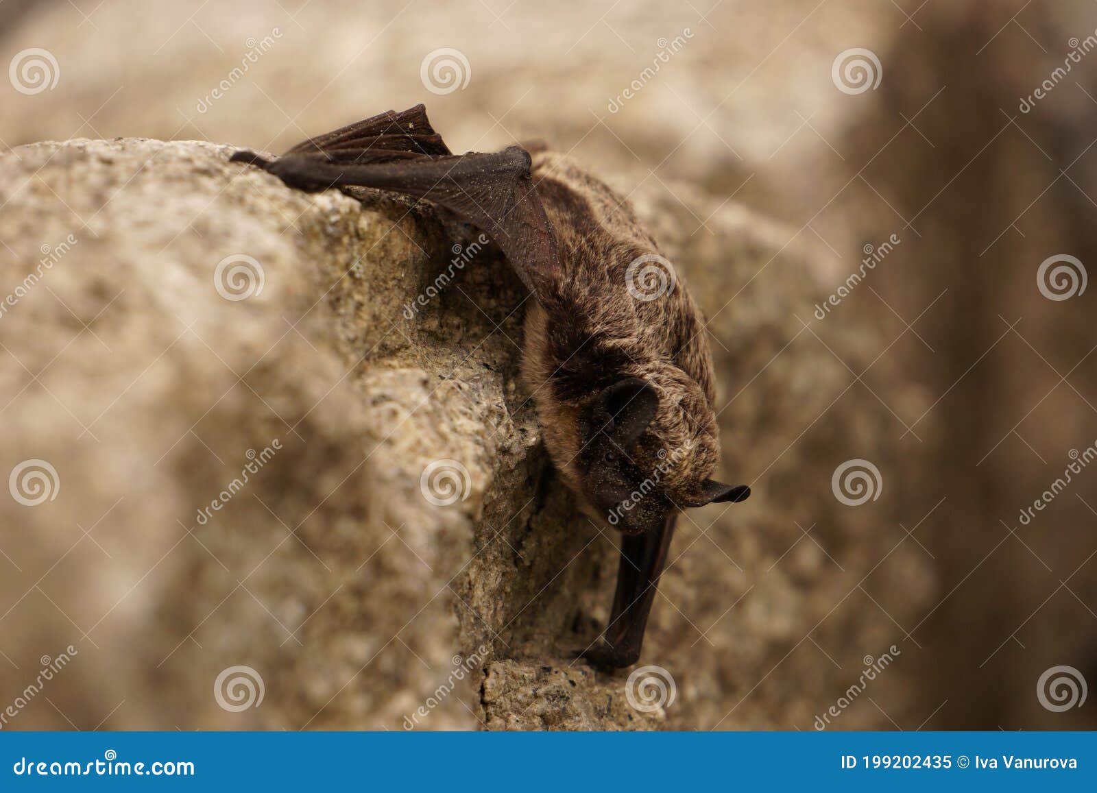 Small Bat Resting on the Wall Stock Image - Image of portrait, wildlife ...
