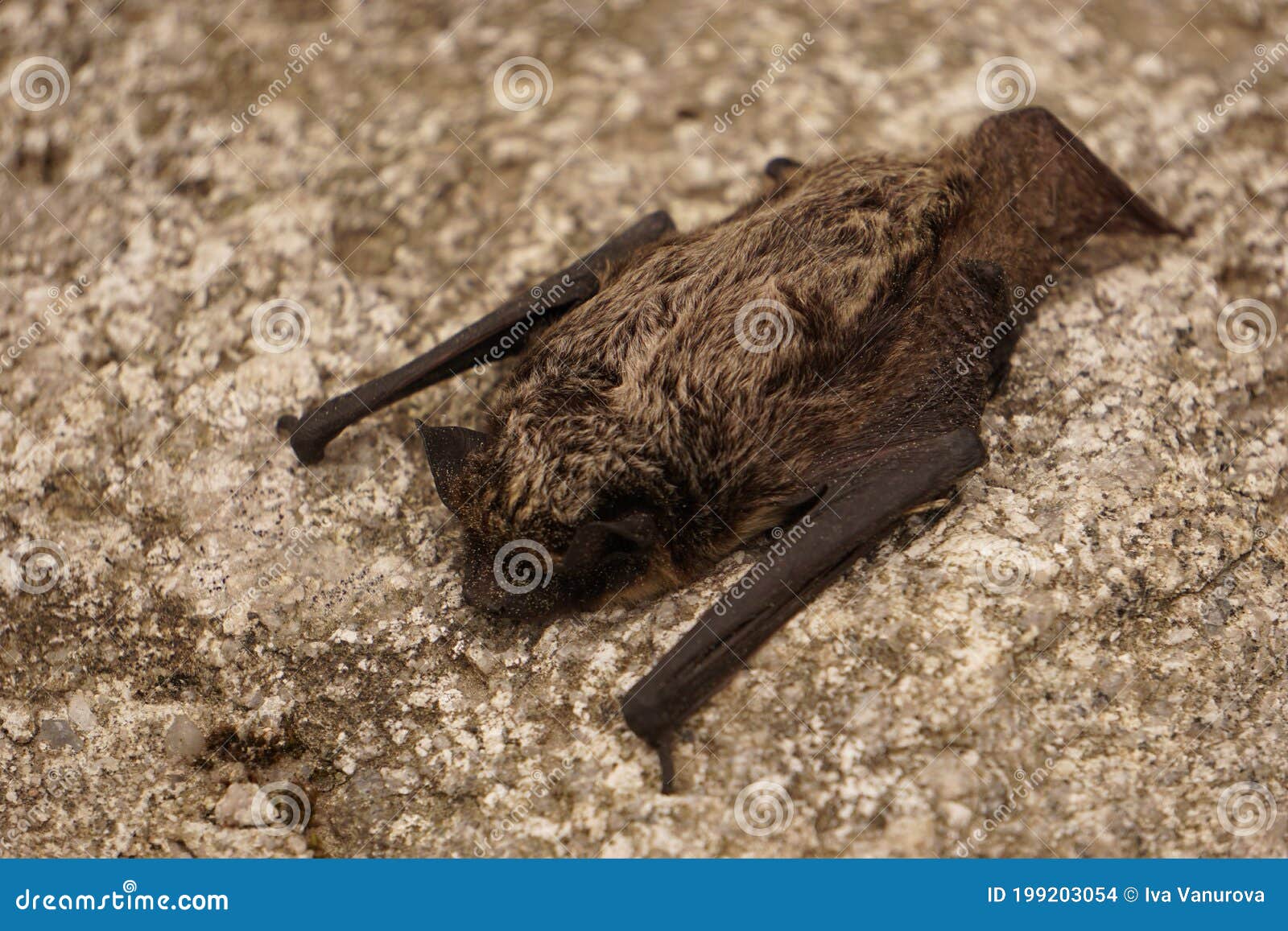 Small Bat Resting on the Wall Stock Photo - Image of afternoon, fauna ...
