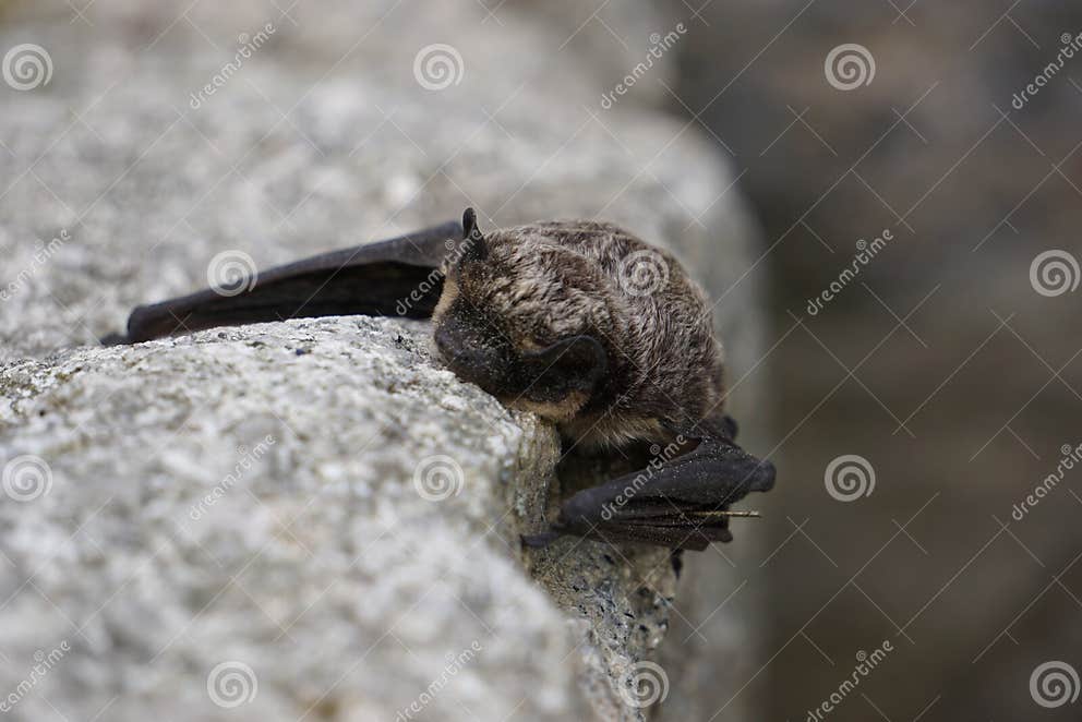 Small Bat Resting on the Wall Stock Image - Image of brown, fauna ...