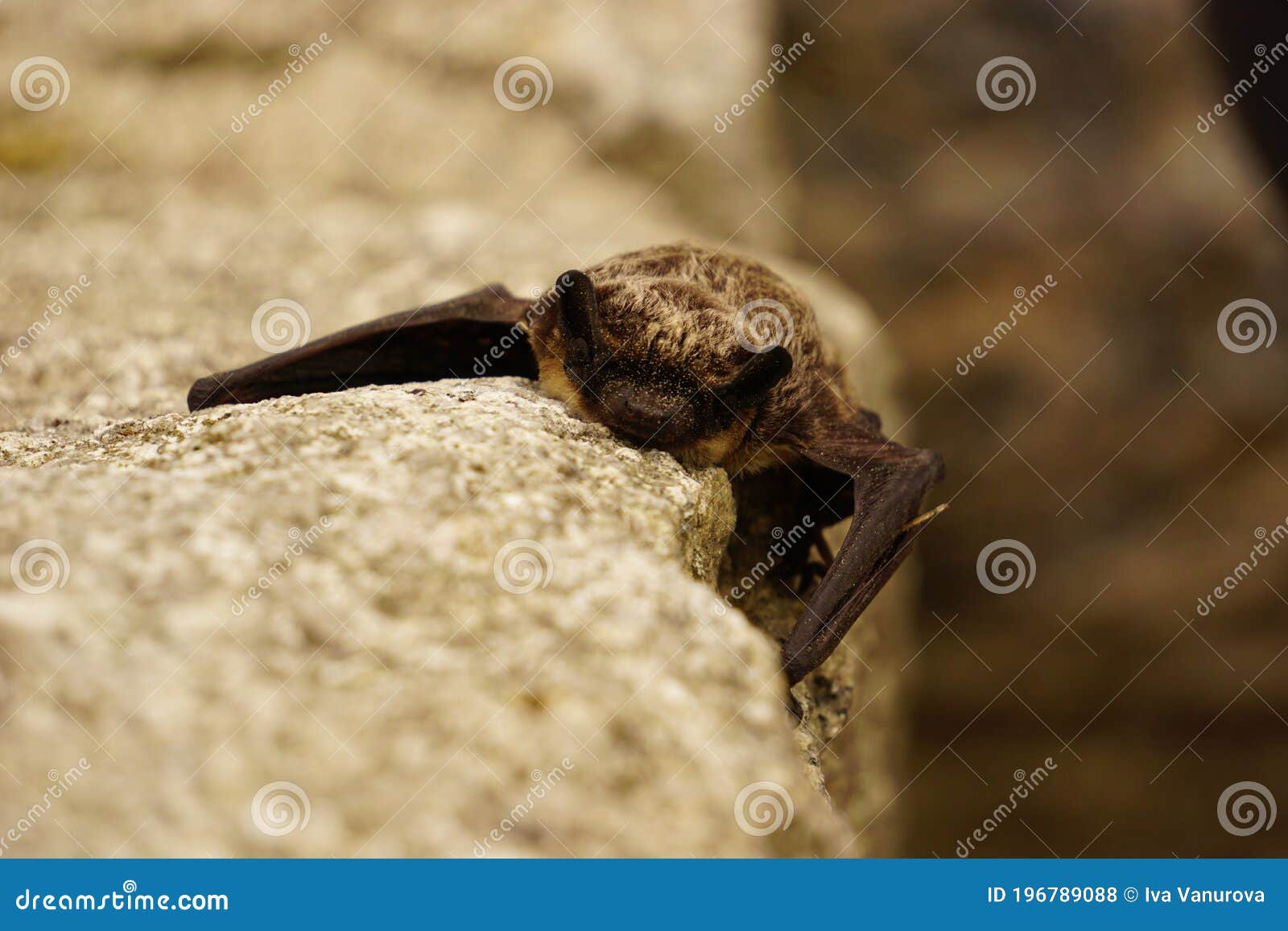 Small Bat Resting on the Wall Stock Photo - Image of predator, wildlife ...
