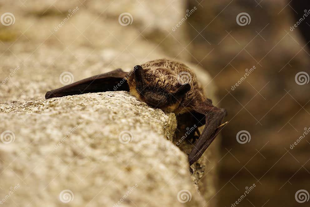 Small Bat Resting on the Wall Stock Photo - Image of predator, wildlife ...