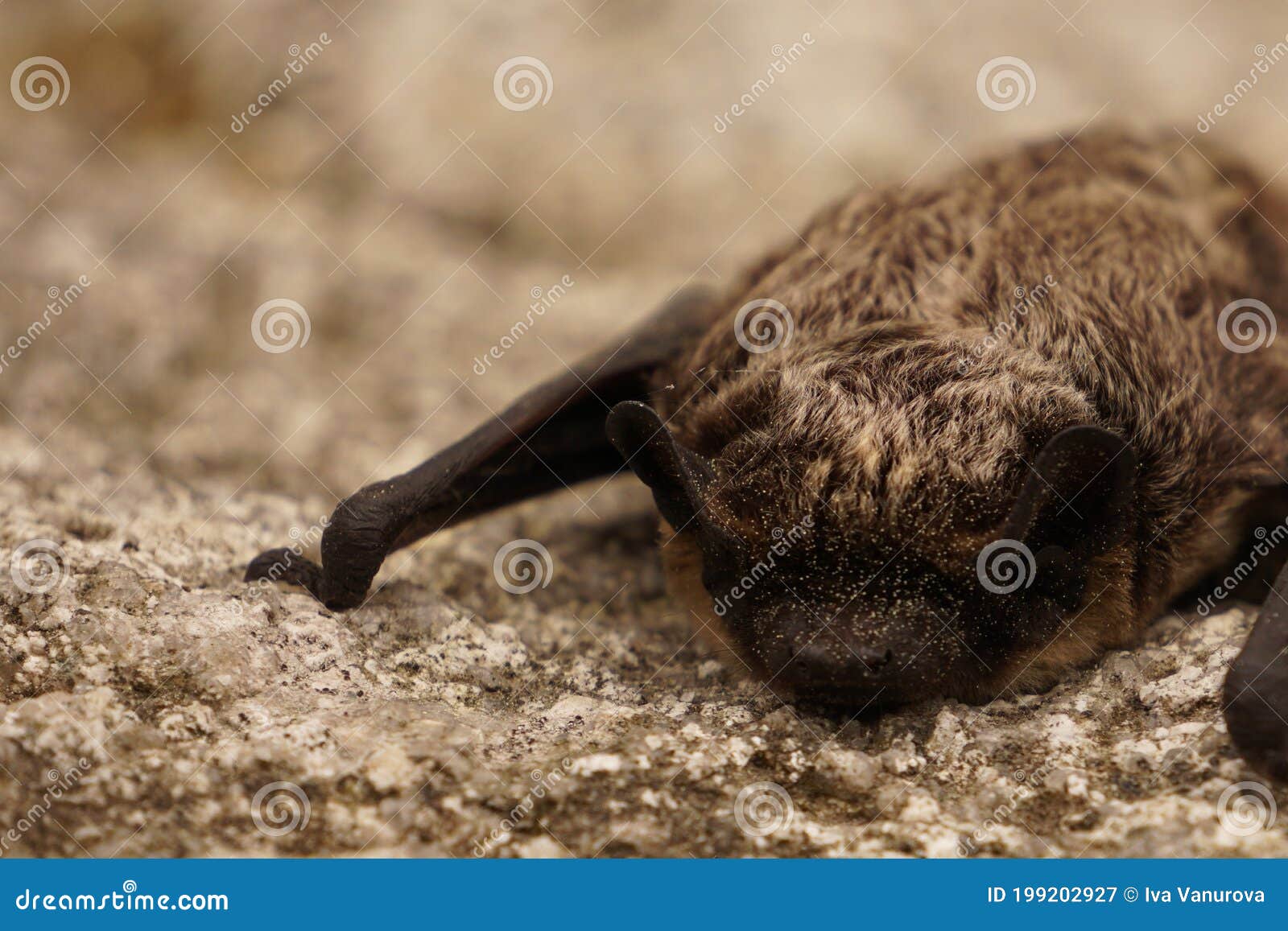 Small Bat Resting on the Wall Stock Image - Image of cute, wall: 199202927